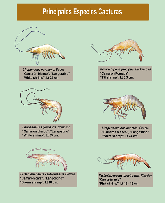 Agua Dulce Camaron De Rio at Veronica Hiatt blog